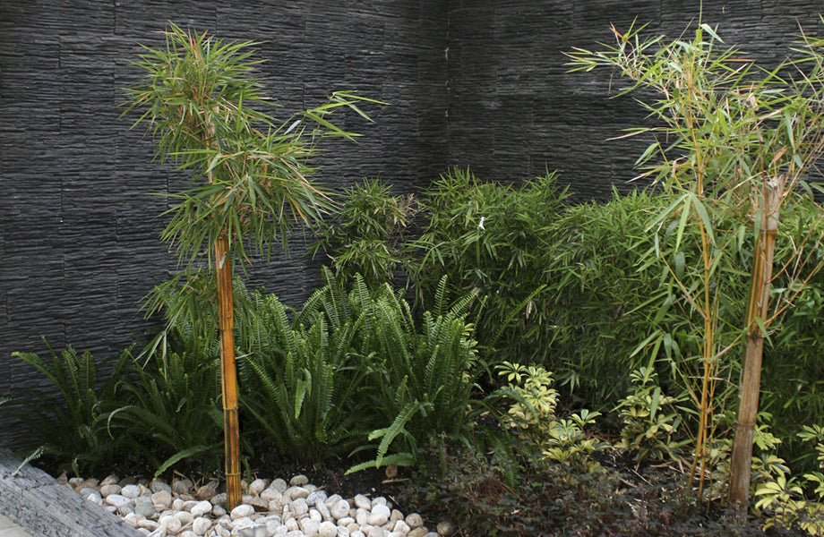 Home page – Piettra